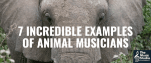 7 Incredible Examples of Animal Musicians - The Music Studio
